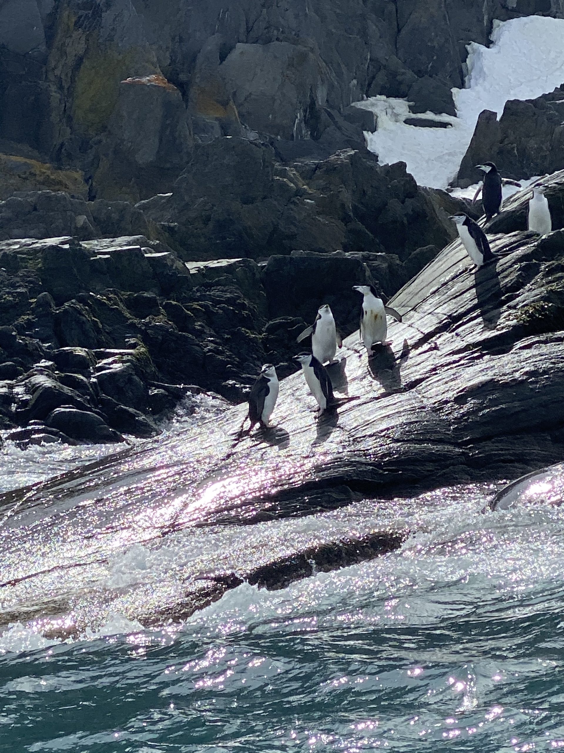 The Cornerstone of the Southern Ocean Ecosystem – Sue Q's World
